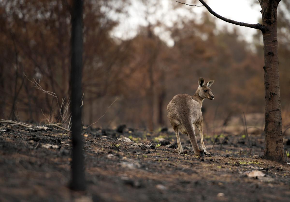 Australian Bushfires Extinguished, But Climate Rows Rage On - GG2
