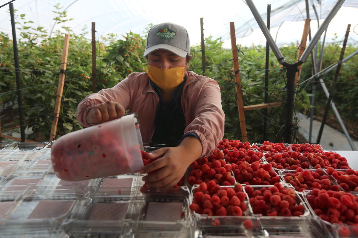 'Whole New Business': Farmers Innovate To Get Food From Field To Plate ...