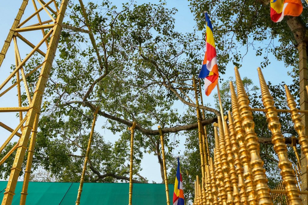 Rumours And False Claims Surround Sri Lanka’s Holiest Tree - GG2