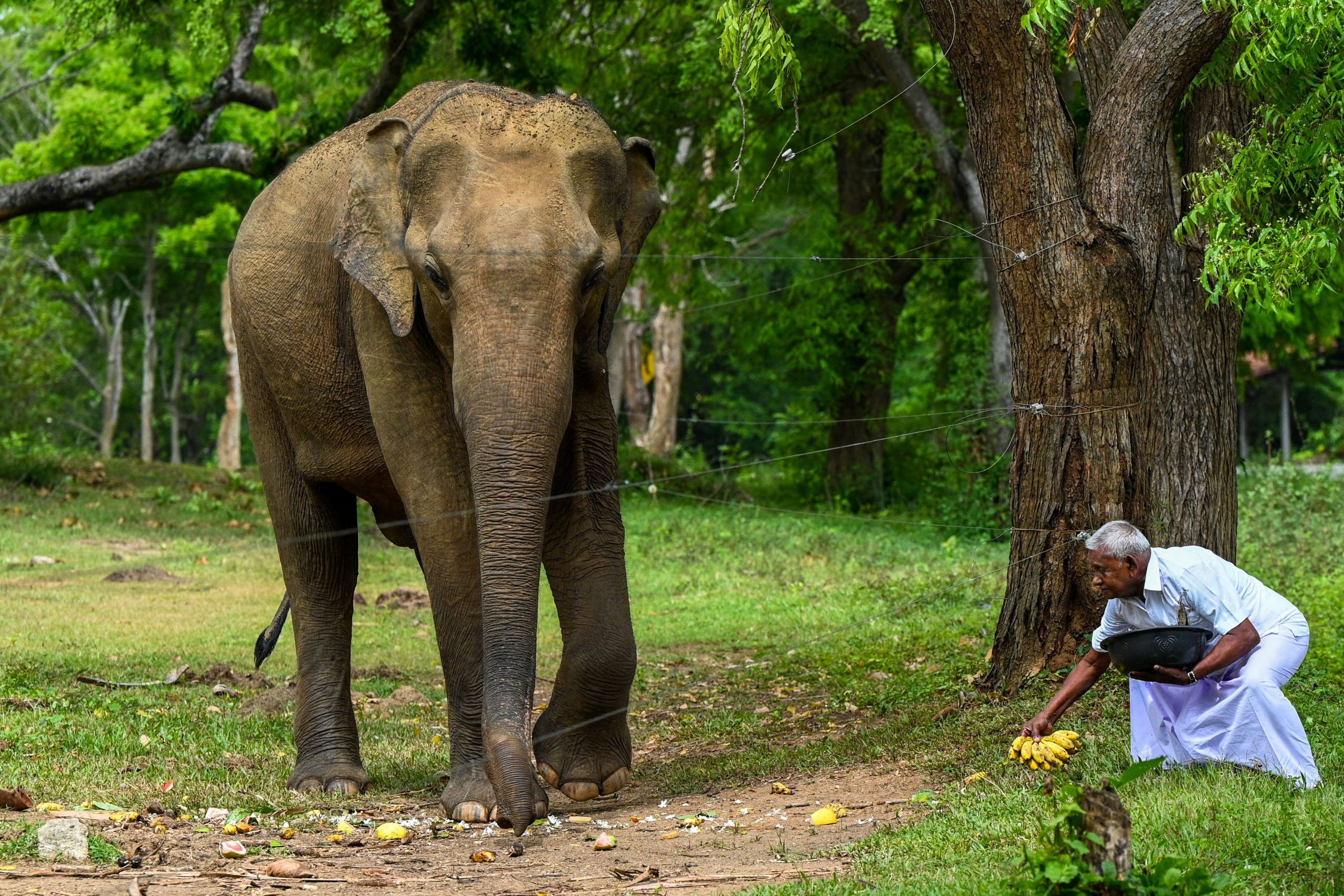 Sri Lanka To Boost Anti-elephant Electric Fencing Efforts - GG2