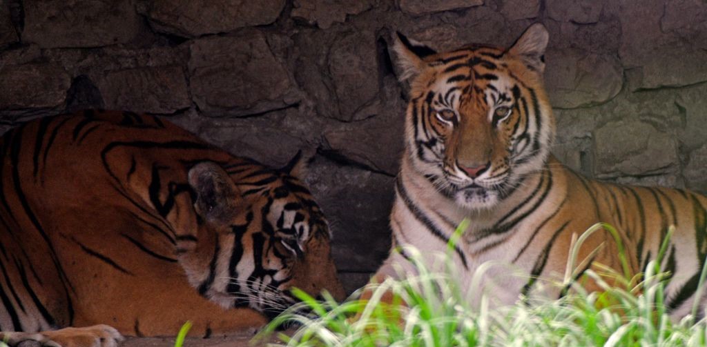 Pakistan zoo shut down after mystery tiger attack - GG2