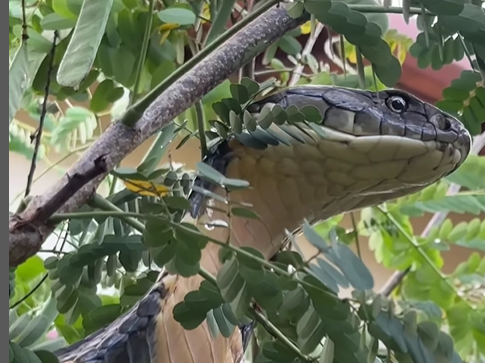 Rescue Of 12-foot King Cobra In India's Karnataka Goes Viral | Watch ...