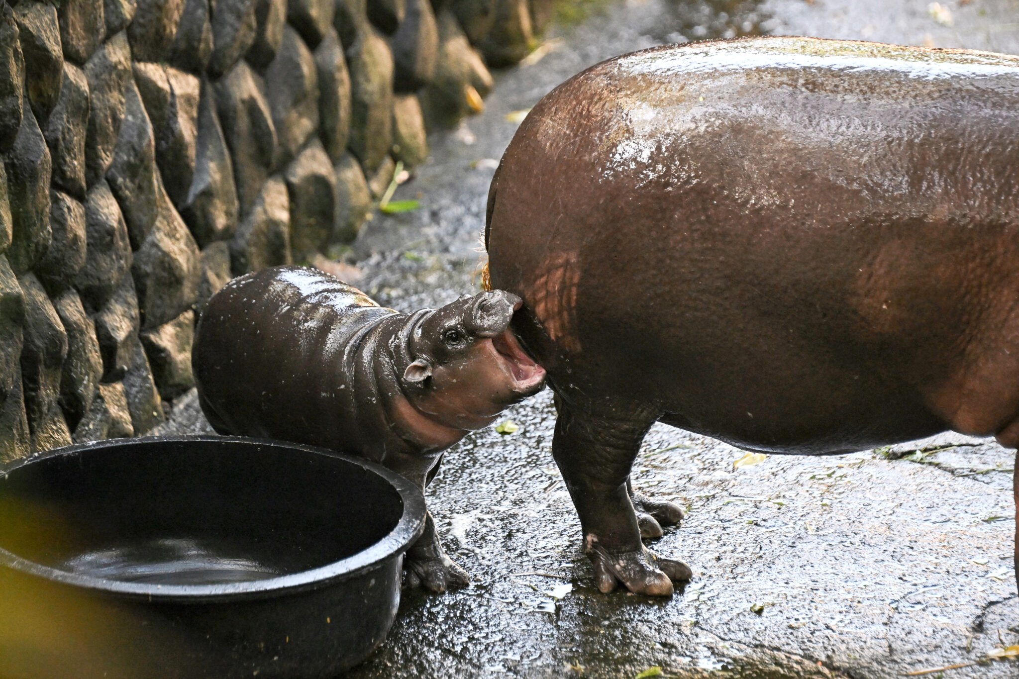 Thailand's Viral Baby Hippo 'Moo Deng' Draws Massive Crowds To Khao ...